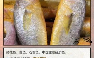 黄花鱼头里的石头是什么_能吃吗