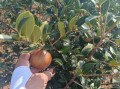油茶籽收购价格多少钱一斤_油茶籽收购价格行情