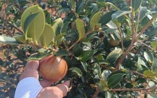油茶籽收购价格多少钱一斤_油茶籽收购价格行情 油茶籽收购价格多少钱一斤_油茶籽收购价格行情