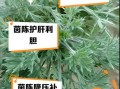 茵陈泡水每天喝几次_茵陈泡水用量与禁忌