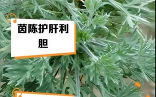 茵陈泡水每天喝几次_茵陈泡水用量与禁忌