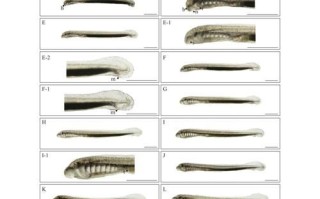 七鳃鳗男主原型是谁_七鳃鳗男模真人照片