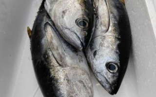 黄鳍金枪鱼多少钱一斤_黄鳍金枪鱼价格行情