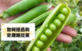 豌豆荚2021最新版本怎么下载_豌豆荚2021最新版本有哪些新功能