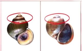 田螺图片大全_田螺怎么分辨公母