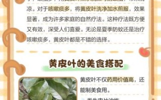 黄皮叶的功效与作用_黄皮叶的禁忌有哪些