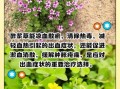 酸浆草怎么养_酸浆草的功效与作用