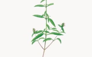 香薷的功效与作用禁忌_哪些人不能吃香薷