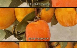 柿饼怎么做_家庭版柿饼做法
