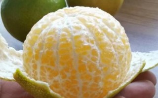 皇帝柑是热性还是凉性_皇帝柑上火吗