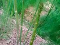 芦笋长大是什么样子的_芦笋成熟后有多高