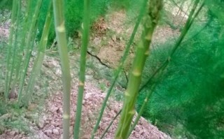 芦笋长大是什么样子的_芦笋成熟后有多高