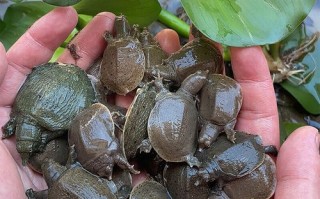 甲鱼苗价格多少钱一只_甲鱼苗批发价格行情