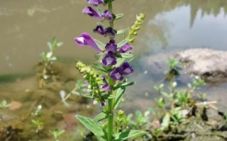 半枝莲图片大全大图_半枝莲长什么样