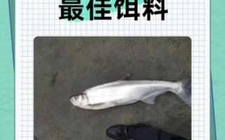 翘嘴鱼刺多吗_适合宝宝吃吗