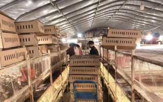 养鹌鹑1000只的成本_鹌鹑养殖利润怎么样