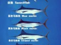 剑鱼有几种_剑鱼品种分类及区别