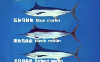 剑鱼有几种_剑鱼品种分类及区别