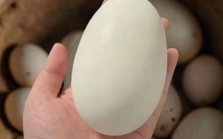 鹅蛋怎么保存不会坏_鹅蛋可以放多久