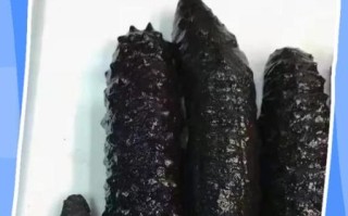 刺参怎么泡发_刺参的家常做法步骤