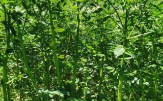 豆瓣菜图片大全_豆瓣菜长什么样