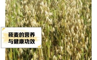 莜麦怎么读_莜麦和燕麦的区别