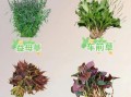 常见野菜有哪些_如何辨别可食用野菜