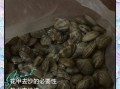 花甲不张嘴吐沙怎么办_花甲怎么快速吐沙