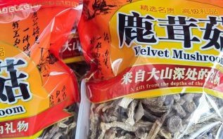 鹿茸菇多少钱一斤_鹿茸菇价格行情