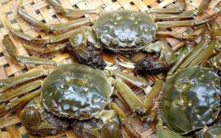 固城湖大闸蟹什么时候上市_固城湖大闸蟹上市时间2024