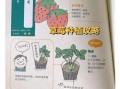 草莓怎么种植方法_家庭阳台草莓种植步骤