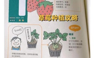 草莓怎么种植方法_家庭阳台草莓种植步骤