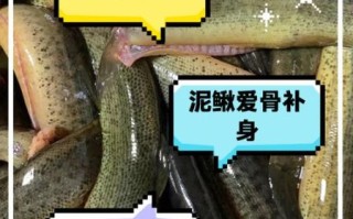 泥鳅吃什么东西长大的_泥鳅最爱食物清单