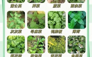 能吃的100种野菜有哪些_如何安全采摘与食用