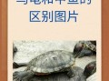 鳖和乌龟的区别_鳖和乌龟哪个寿命长