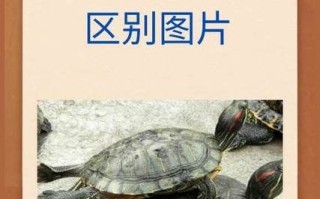 鳖和乌龟的区别_鳖和乌龟哪个寿命长