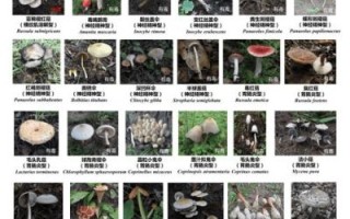 草蘑菇图片_如何辨别有毒品种