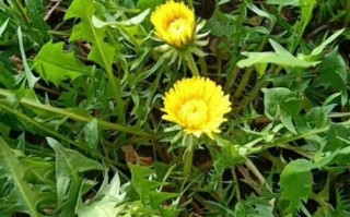 蒲公英根茶能长期喝吗_长期饮用副作用