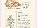 牛蒡的功效与作用及食用方法_牛蒡怎么吃效果最好