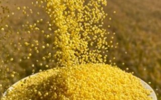 谷子图片大全大图_谷子长什么样