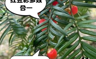 红豆杉抗癌效果怎么样_红豆杉怎么吃抗癌