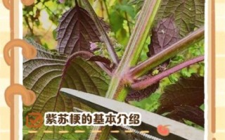 紫苏梗的功效与作用_紫苏梗能治哪些病