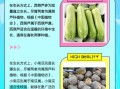 西葫芦和茭瓜的区别_哪个更好吃