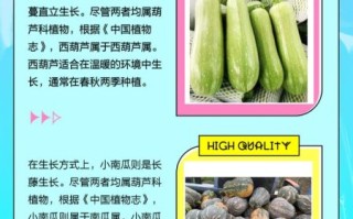 西葫芦和茭瓜的区别_哪个更好吃