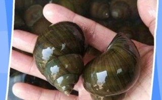 田螺怎么取出肉_田螺肉怎么吃干净