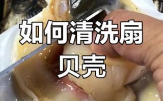 小扇贝怎么做_小扇贝怎么清洗