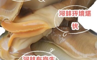 河蚌怎么处理_河蚌怎么吃