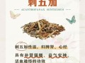 焦虑抑郁吃刺五加好了_刺五加副作用大吗