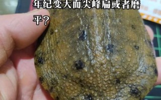 吃野生甲鱼会壮阳吗_野生甲鱼壮阳真相