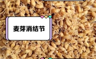 麦芽的功效与作用及食用方法_麦芽怎么吃最好